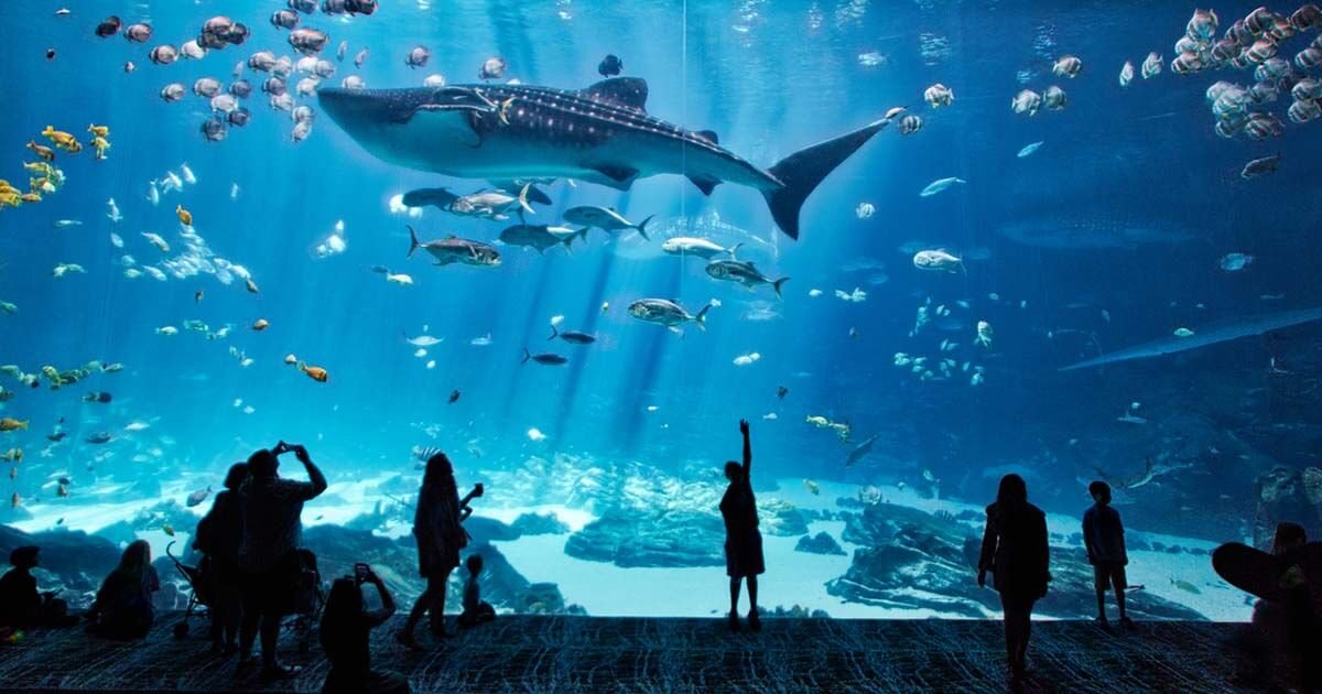 Take your Kids on a Virtual Tour of these Zoos & Aquariums - Bold ...