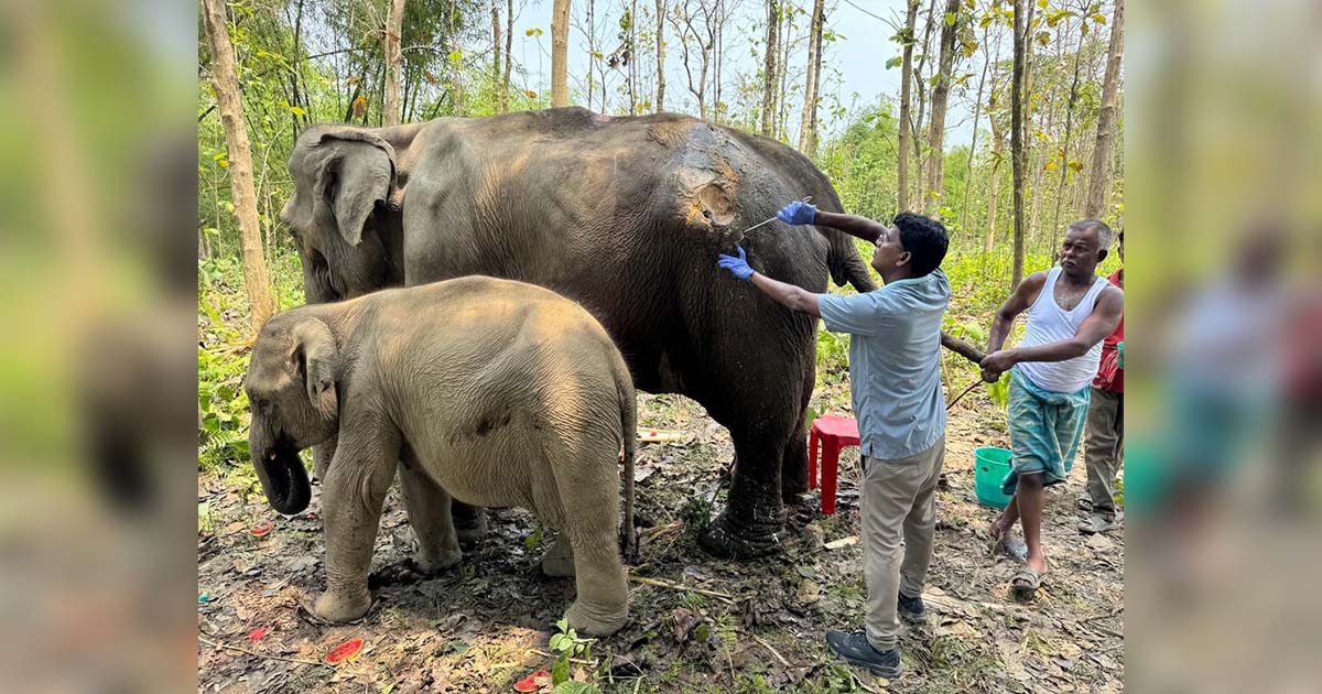 Anant Bhai Ambani's Vantara: Leading the Charge in Wildlife Rescue and ...